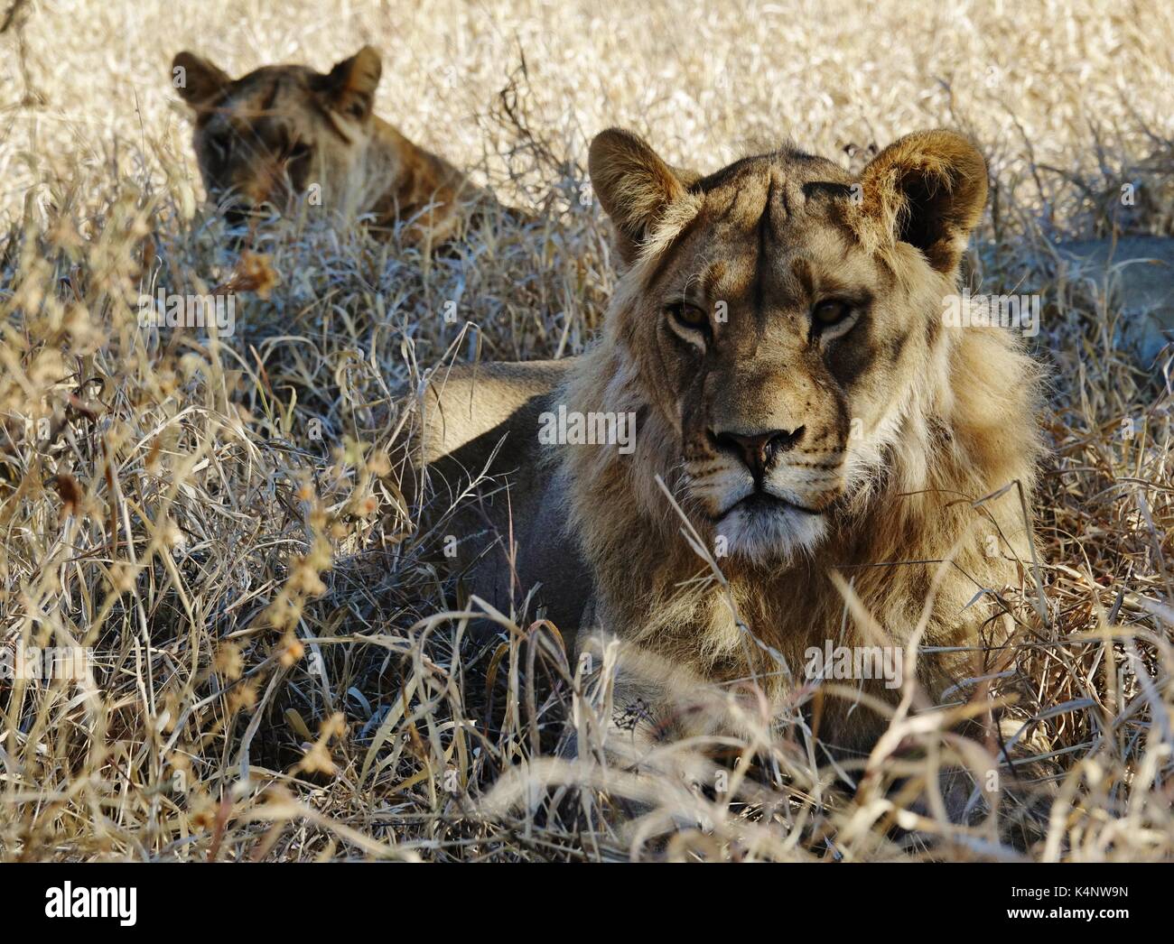 Lion Kalahari Banque d'image et photos - Alamy