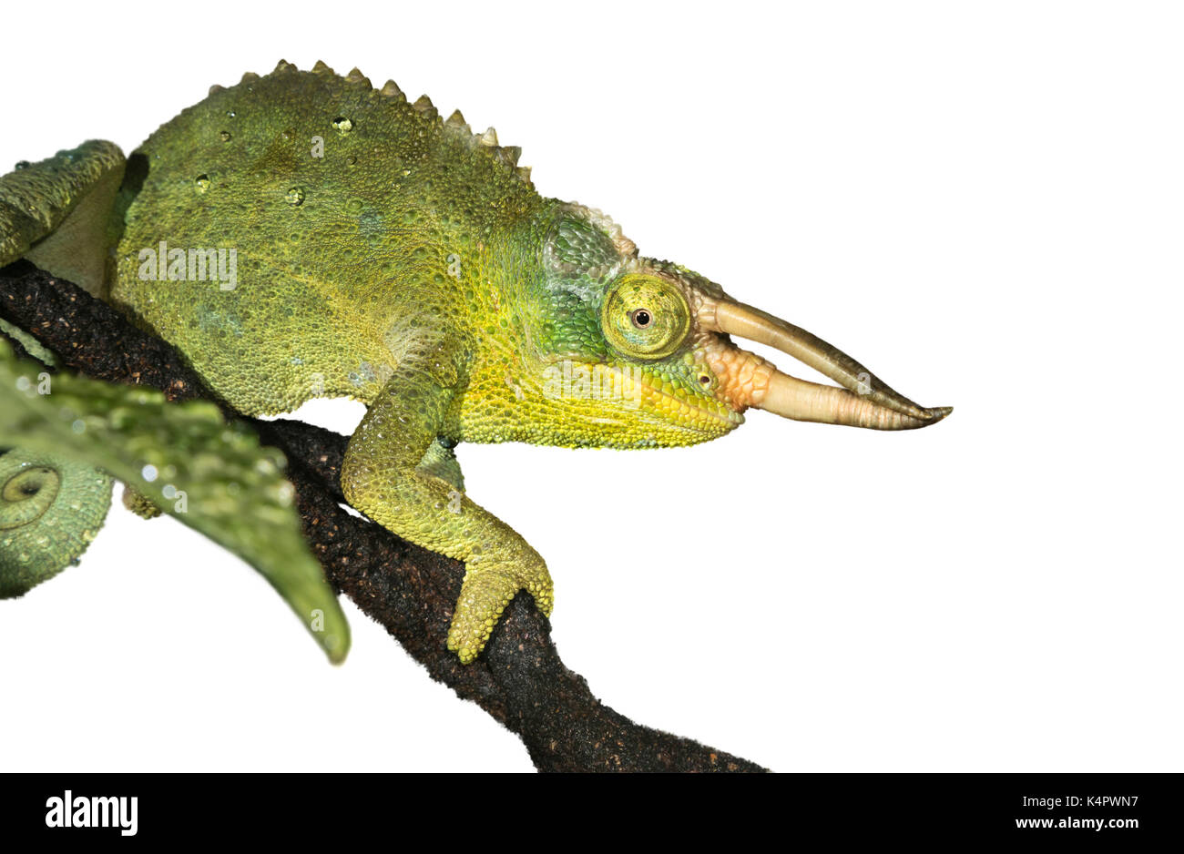 Jacksons chameleon Banque de photographies et d’images à haute ...