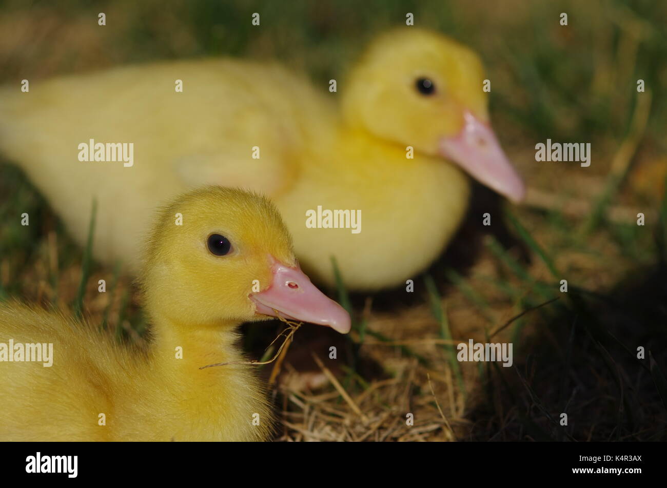 Little yellow ducks Banque de photographies et d’images à haute ...