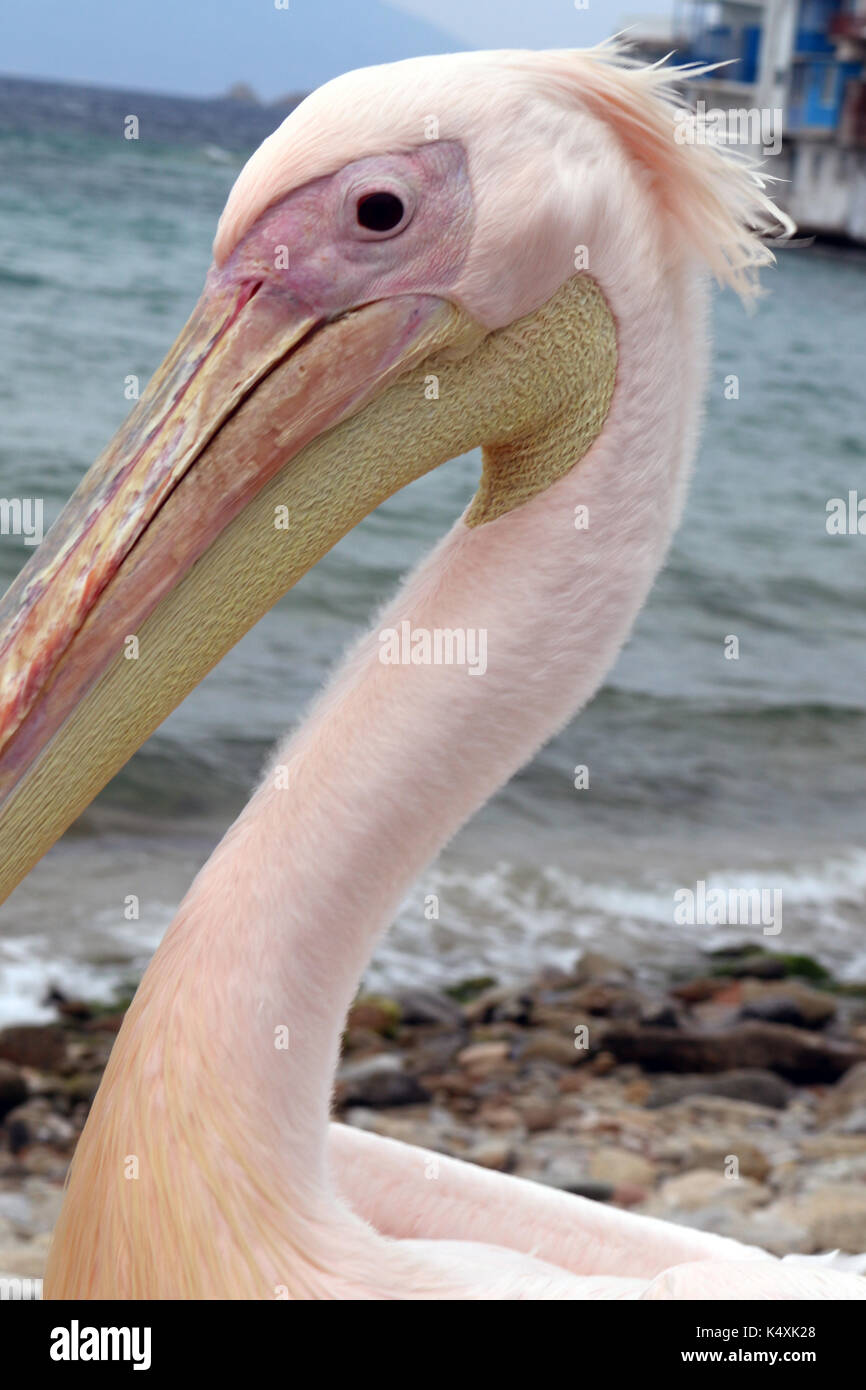 Pink pelican mykonos Banque de photographies et d’images à haute ...