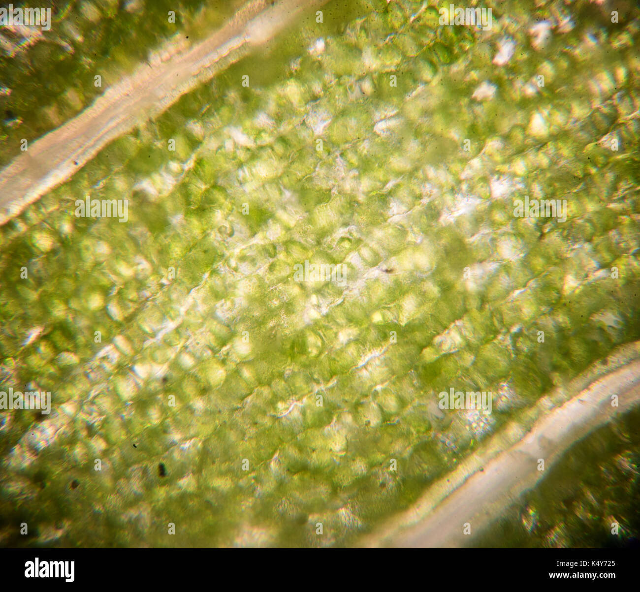 Les cellules au microscope. micrograph, feuille sous un microscope, un ...