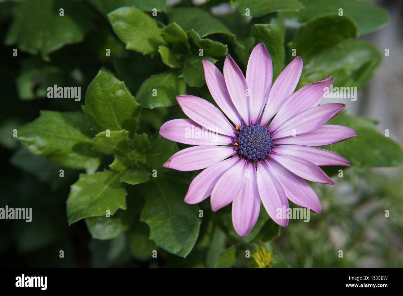 Gerbera blanc Banque de photographies et d’images à haute résolution ...
