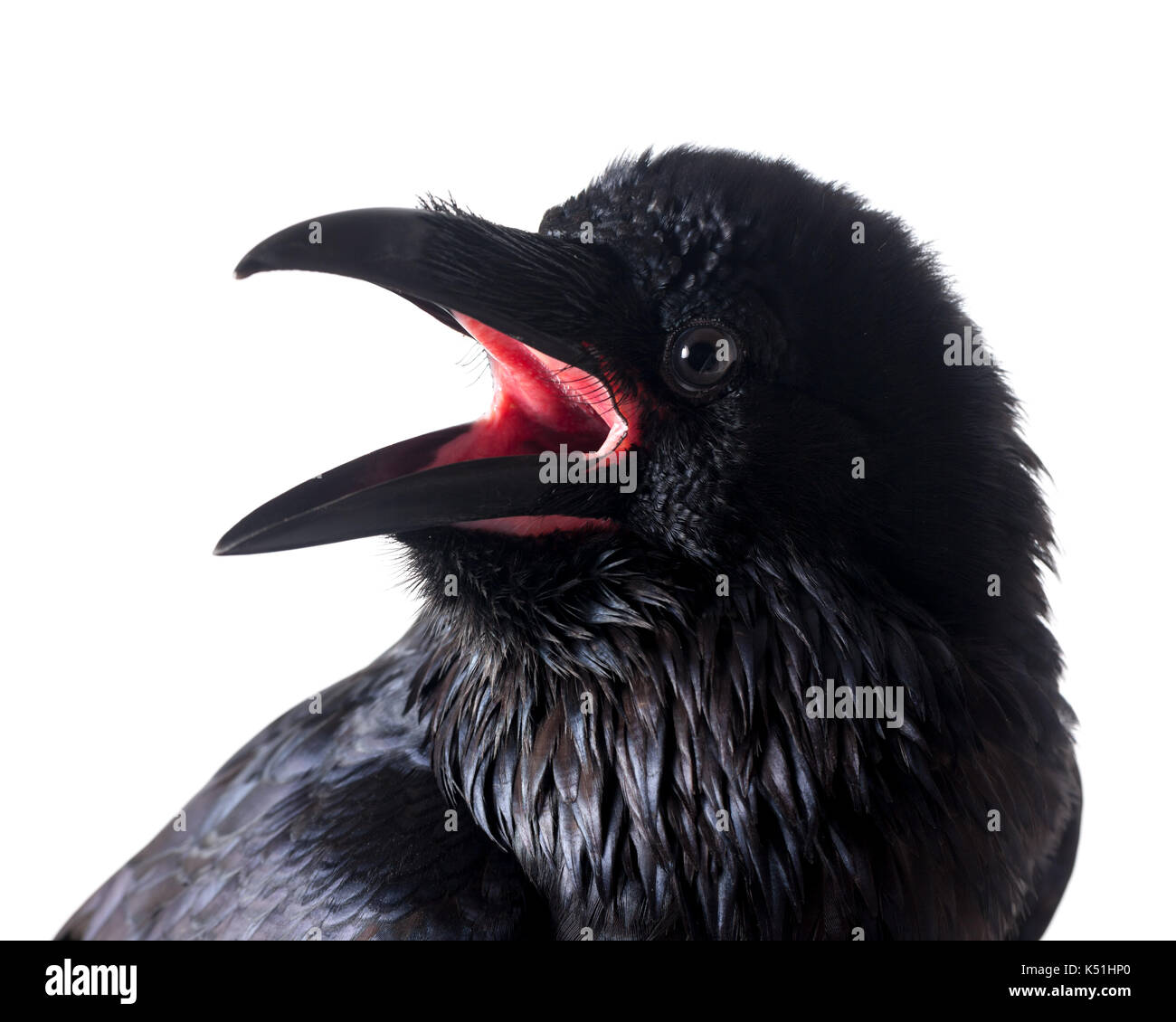 Grand corbeau (Corvus corax). in front of white background, studio shot ...