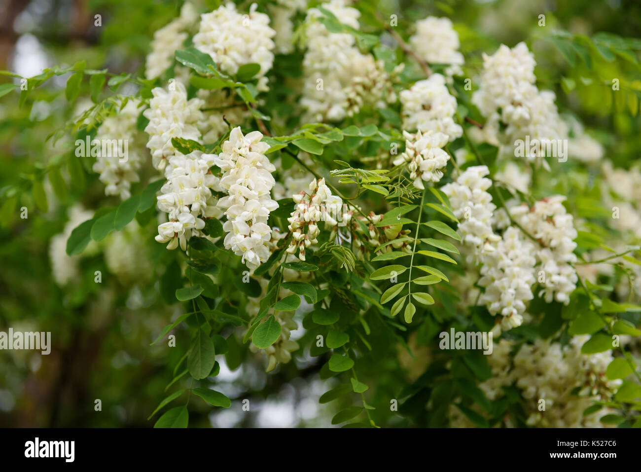 Fleurs blanches d'acacia Banque de photographies et d’images à haute ...