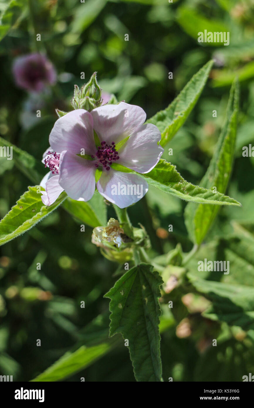 Althaea officinalis Banque de photographies et d’images à haute ...