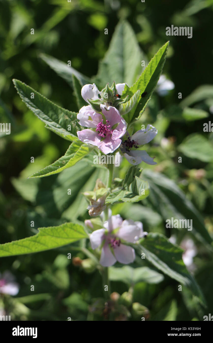 Althaea officinalis Banque de photographies et d’images à haute ...