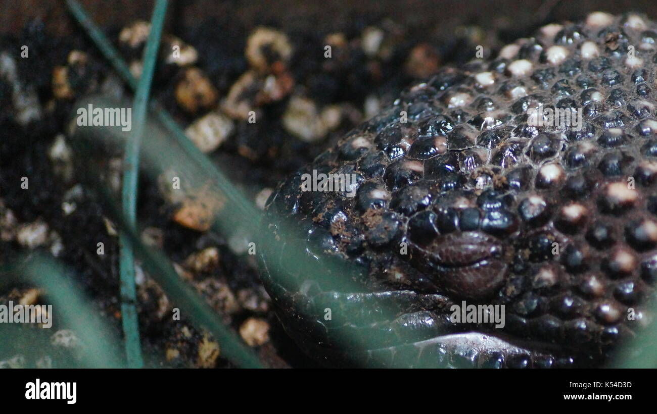 Snake stalking its prey Banque de photographies et d’images à haute ...