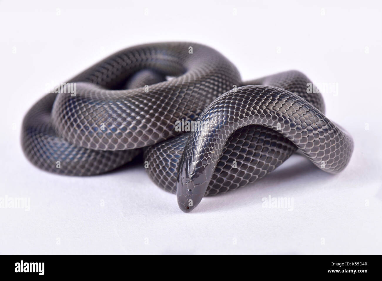 Serpent du congo Banque de photographies et d’images à haute résolution ...