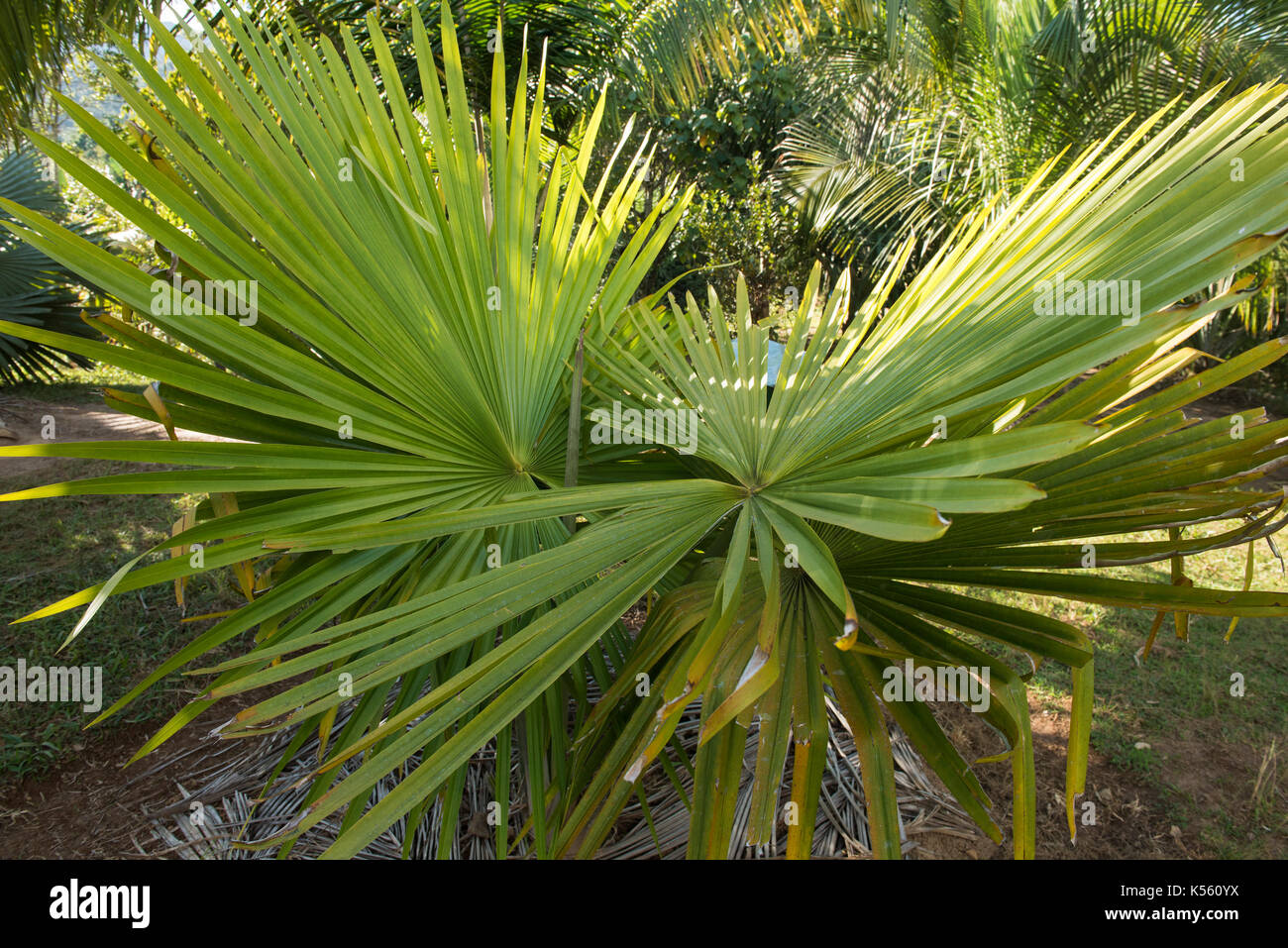 Palm Tahina endémique à Madagascar pour la première fois en 2008 ...