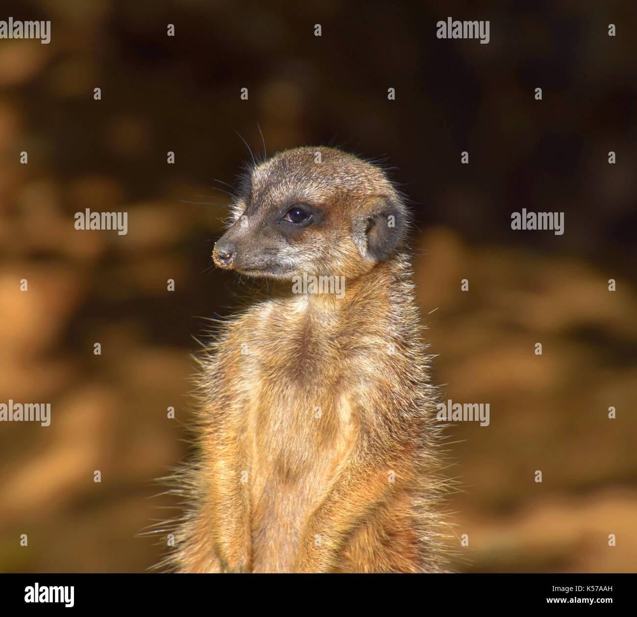 Familles de suricates Banque de photographies et d’images à haute ...