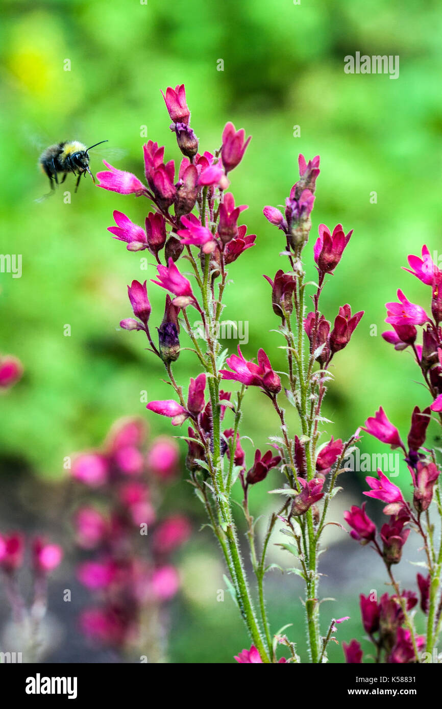 Jardin volant Banque de photographies et d’images à haute résolution ...