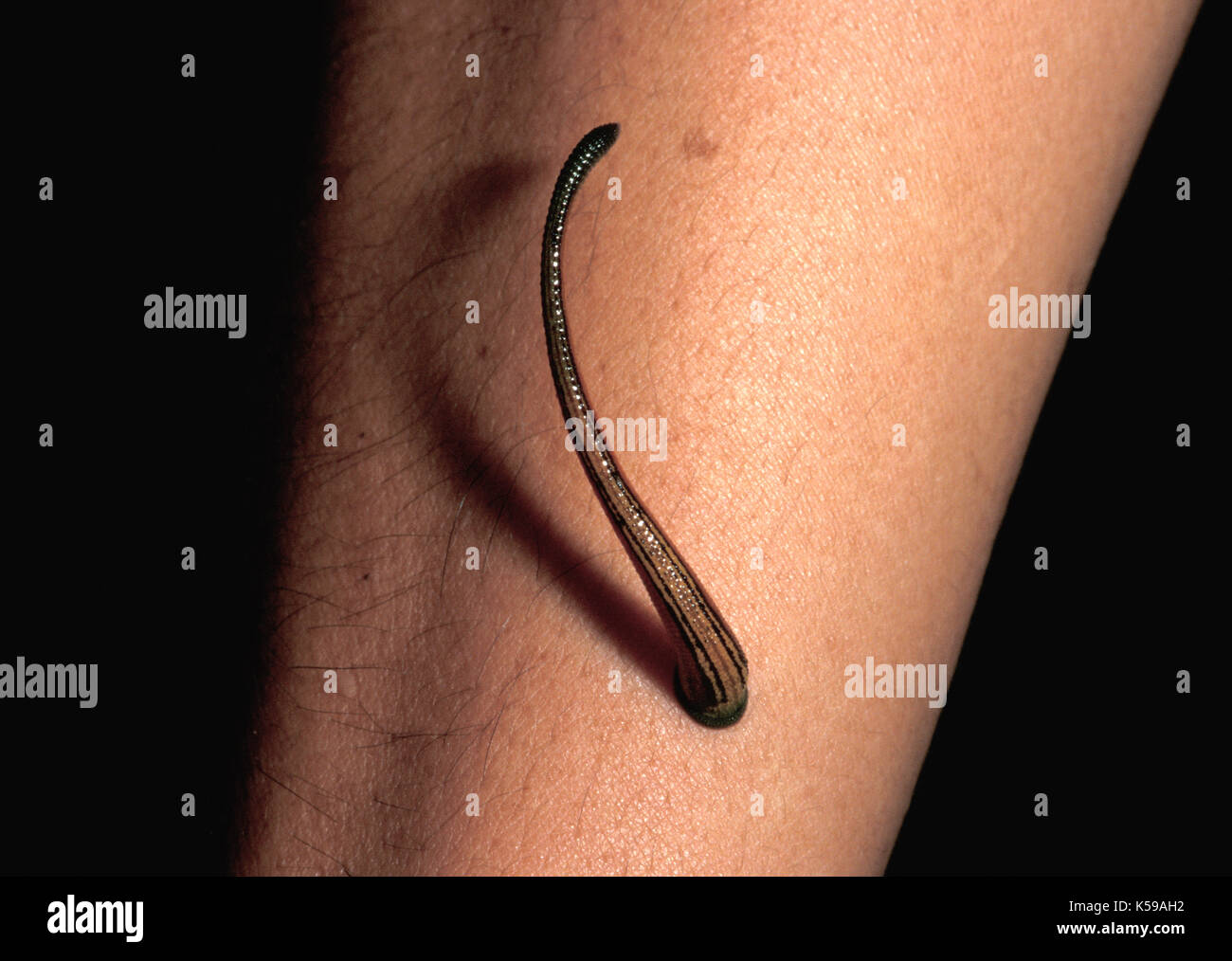 Haemadipsa Picta Banque d'image et photos - Alamy