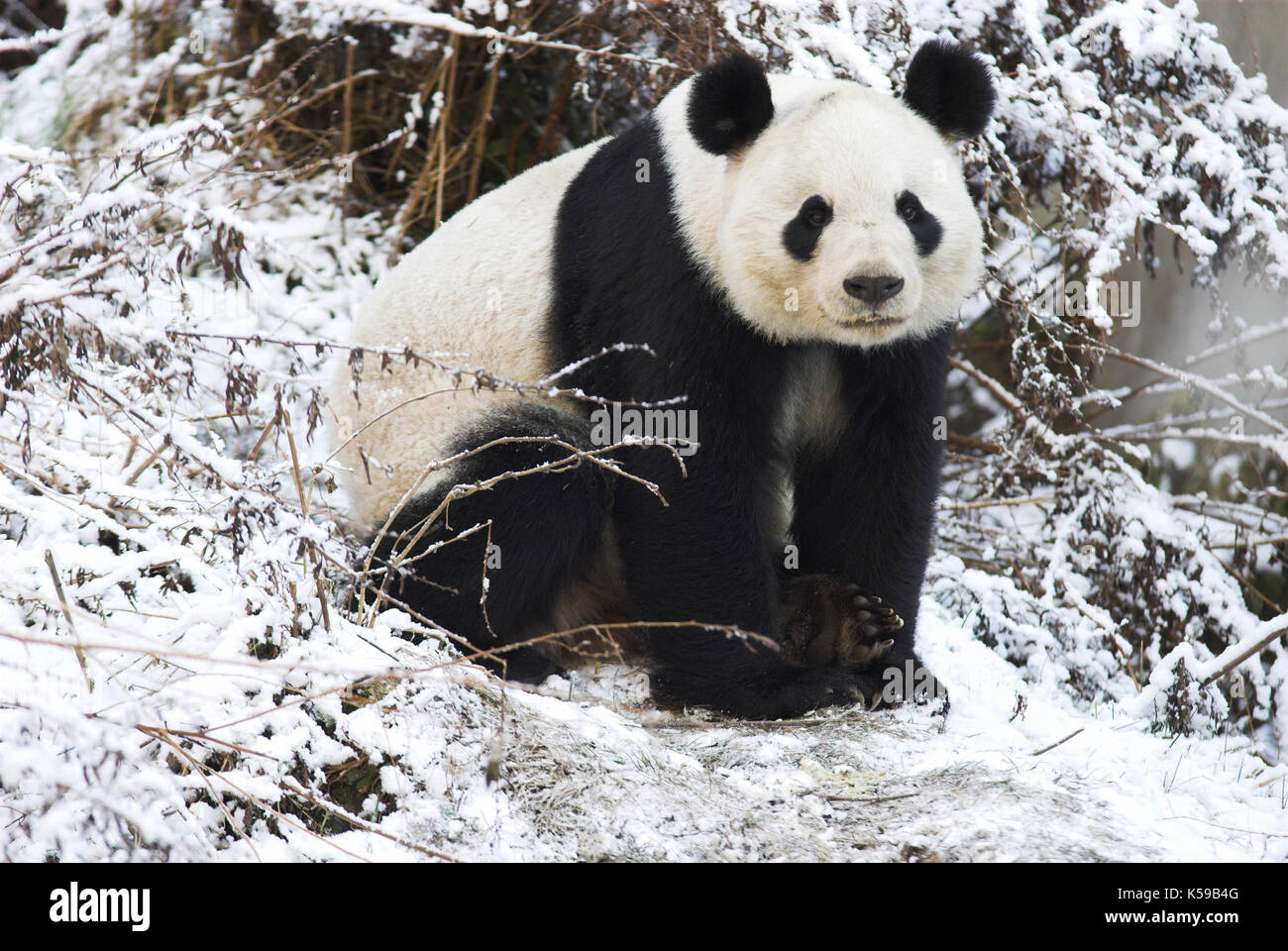 Le panda géant, Ailuropoda melanoleuca, assis dans paysage de neige ...