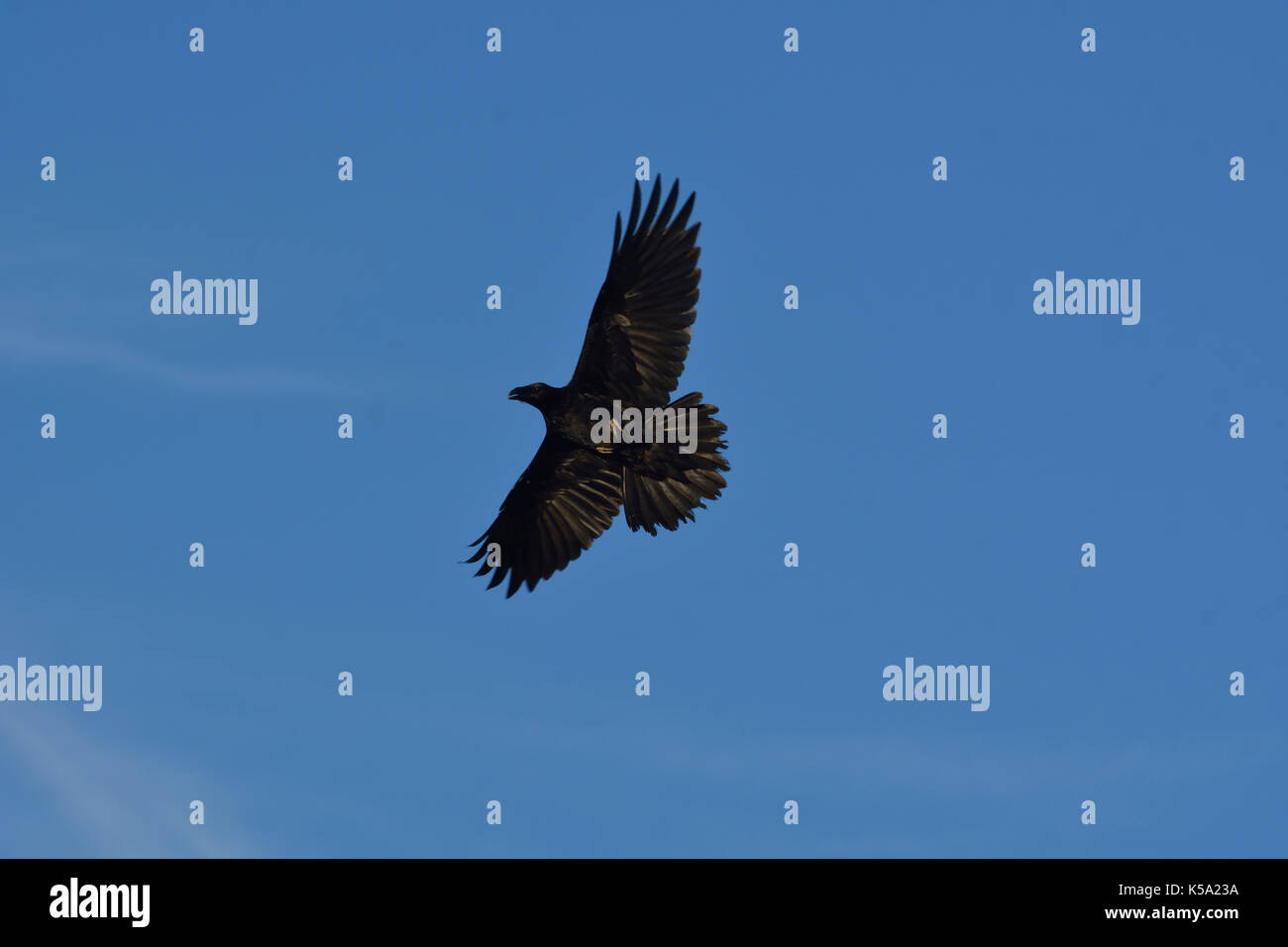 Corbeau en vol Banque de photographies et d’images à haute résolution ...