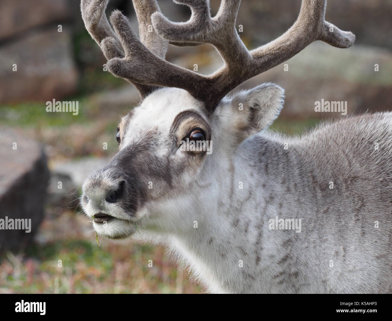 Lee cornes Banque de photographies et d’images à haute résolution - Alamy