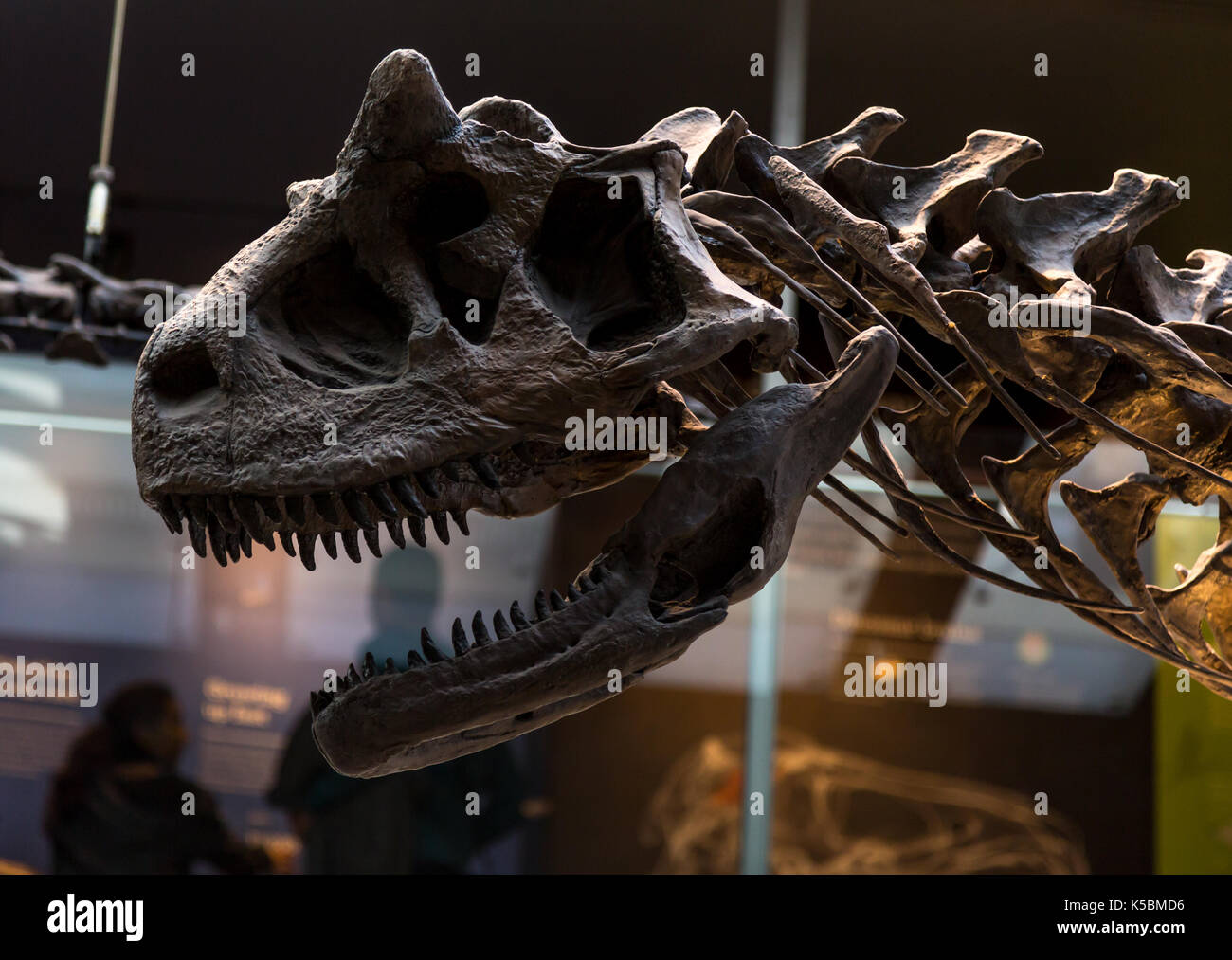 T rex crâne Banque de photographies et d’images à haute résolution - Alamy
