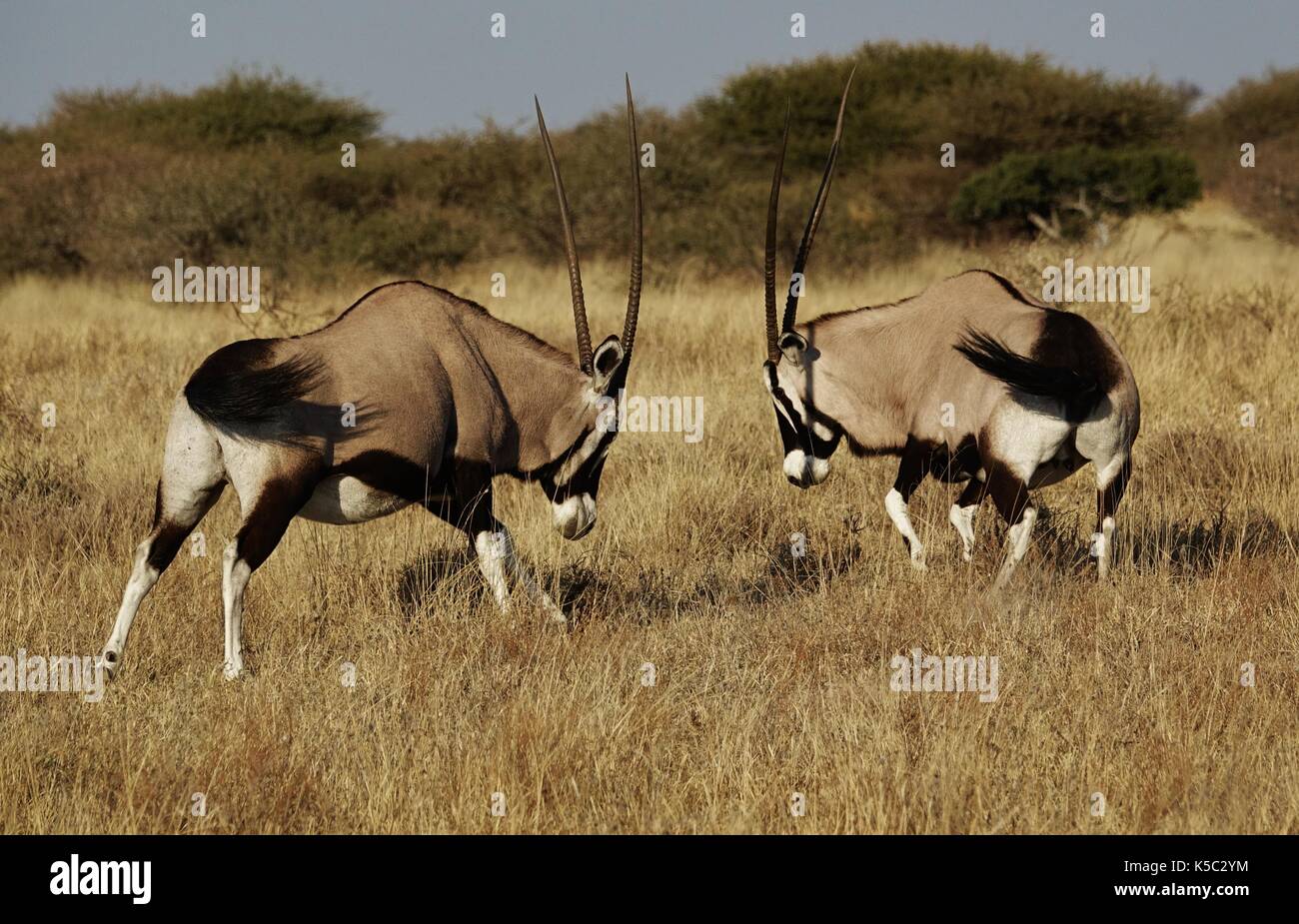 Oryx animal Banque de photographies et d’images à haute résolution - Alamy