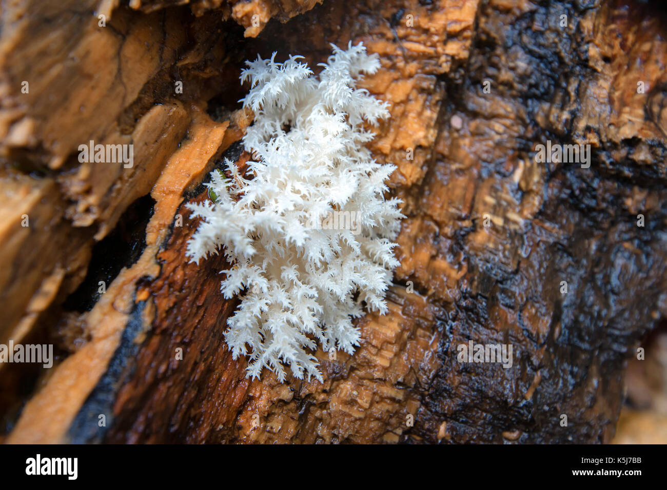 Champignon de corail blanc comestible Banque de photographies et d ...