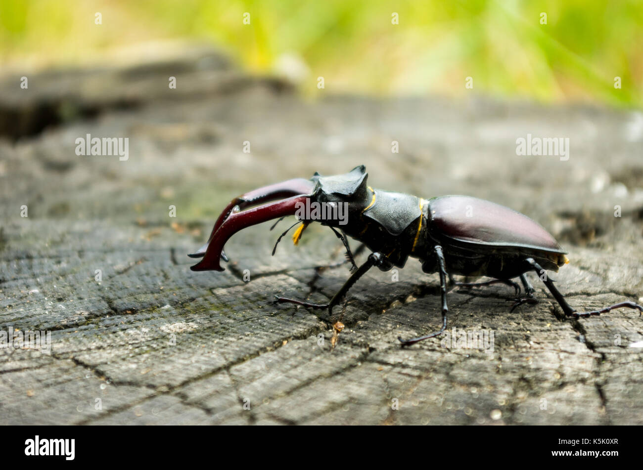 Cornes De Corne De Cerf Banque d'image et photos - Alamy