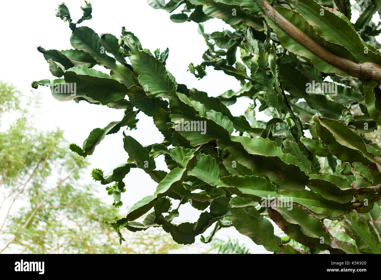 Euphorbia candelabrum Banque de photographies et d’images à haute ...