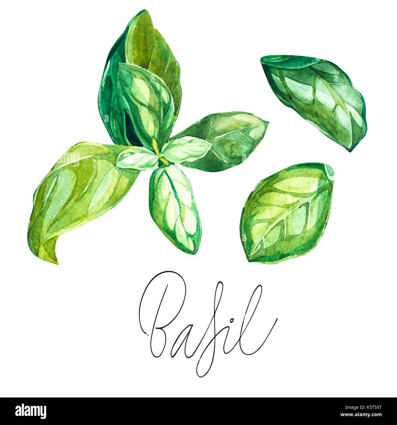 Basilic dessin Banque de photographies et d’images à haute résolution ...