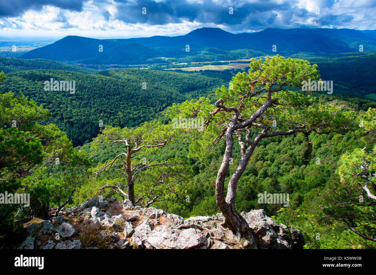 Arbre sur un rocher Banque de photographies et d’images à haute ...