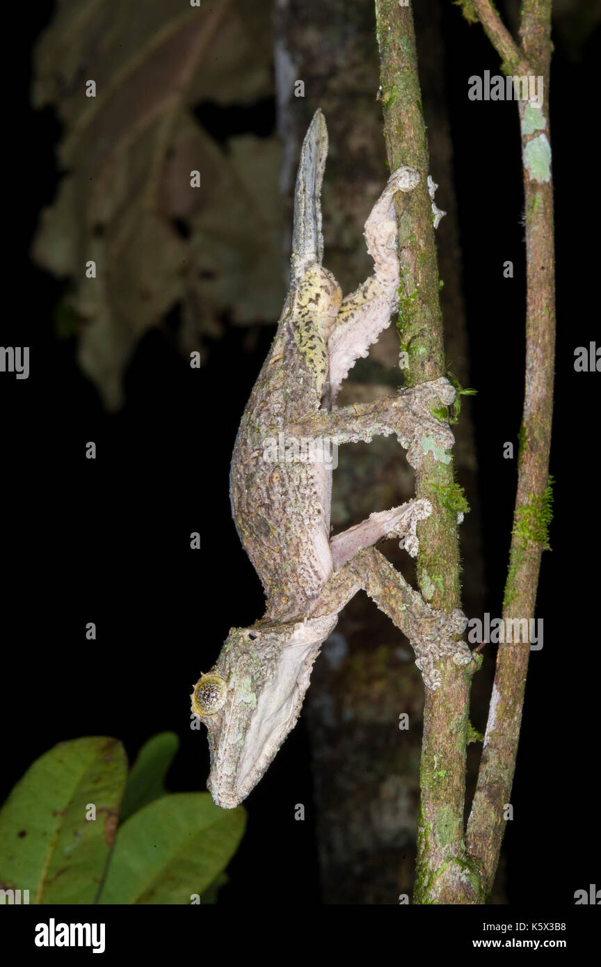 Gecko à queue de feuille, parc national Parc Mantadia- Andasibe ...