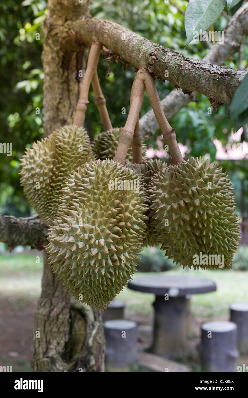 Arbre durian Banque de photographies et d’images à haute résolution - Alamy