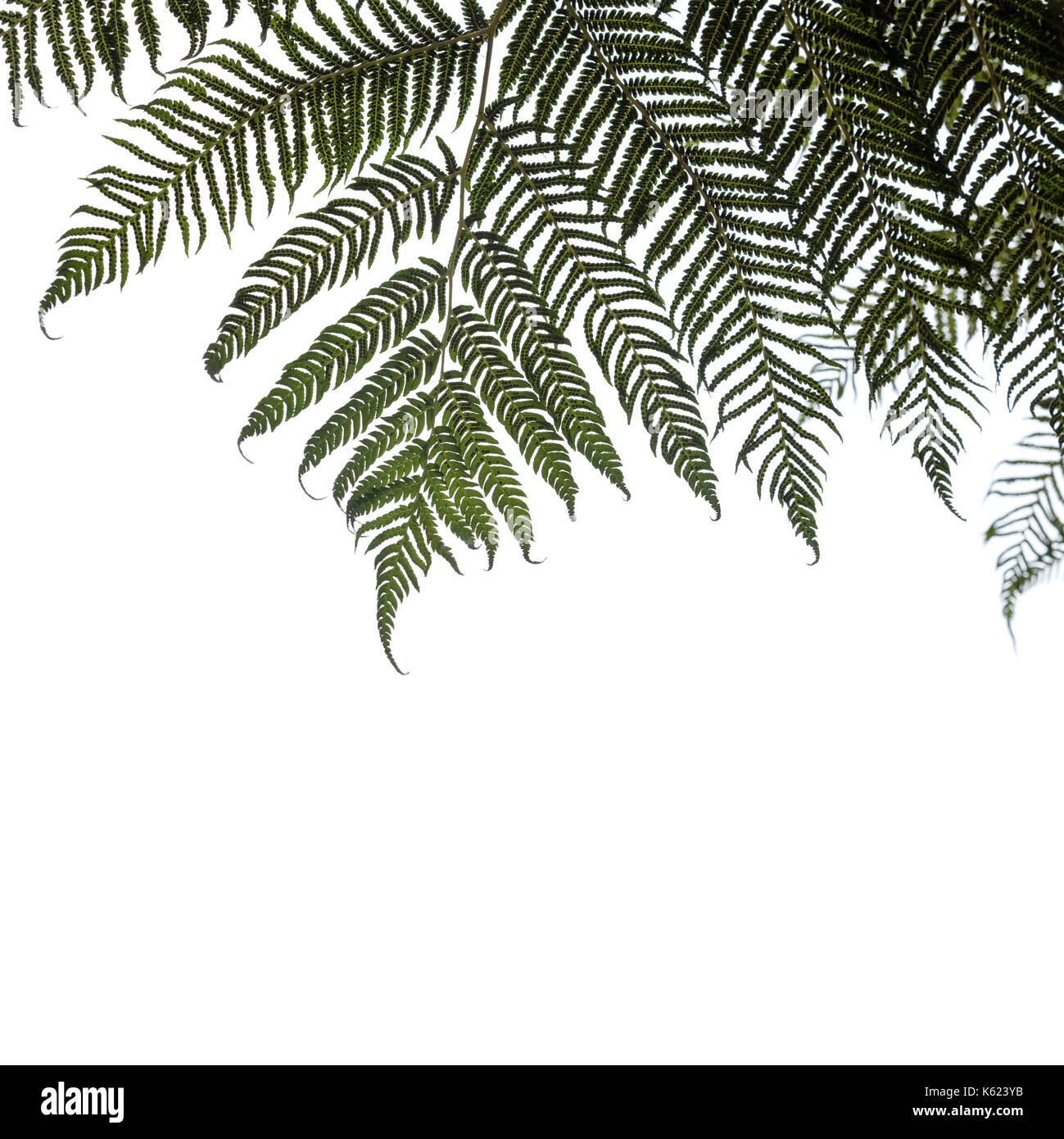 Ponga tree Banque de photographies et d’images à haute résolution - Alamy