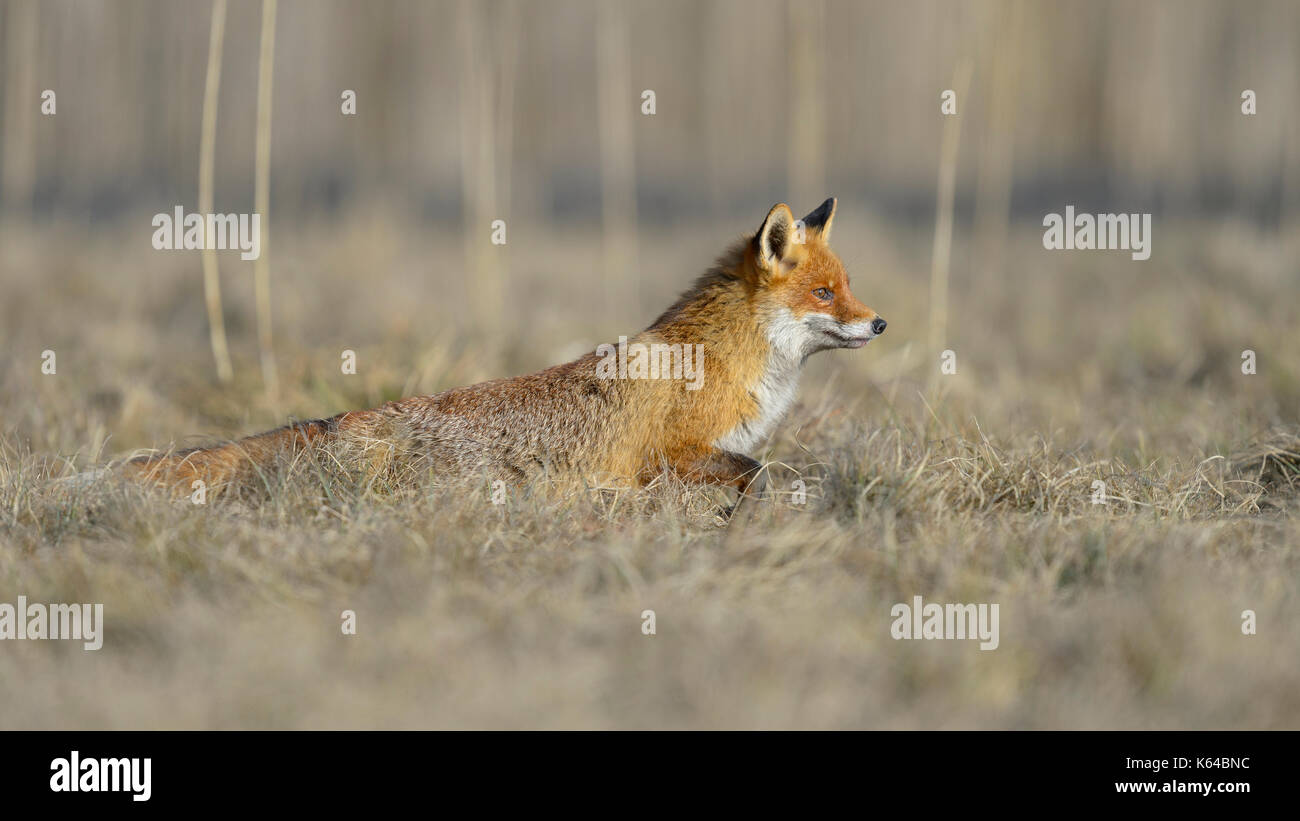 Renard de chasse Banque de photographies et d’images à haute résolution ...