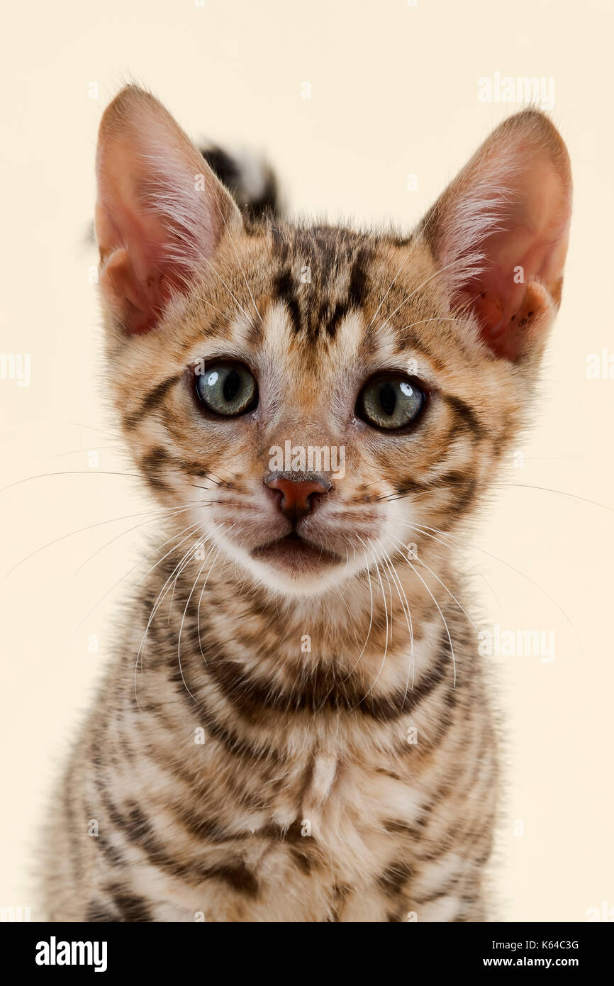Race de chat toyger (felis silvestris catus), l'âge de 9 semaines, de ...