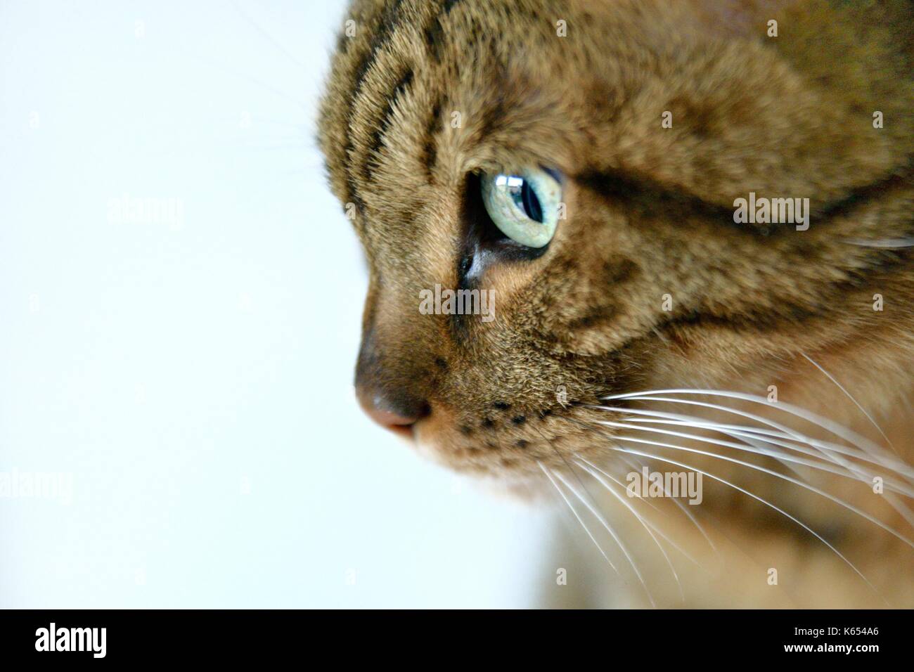 Tiger tabby Banque de photographies et d’images à haute résolution - Alamy