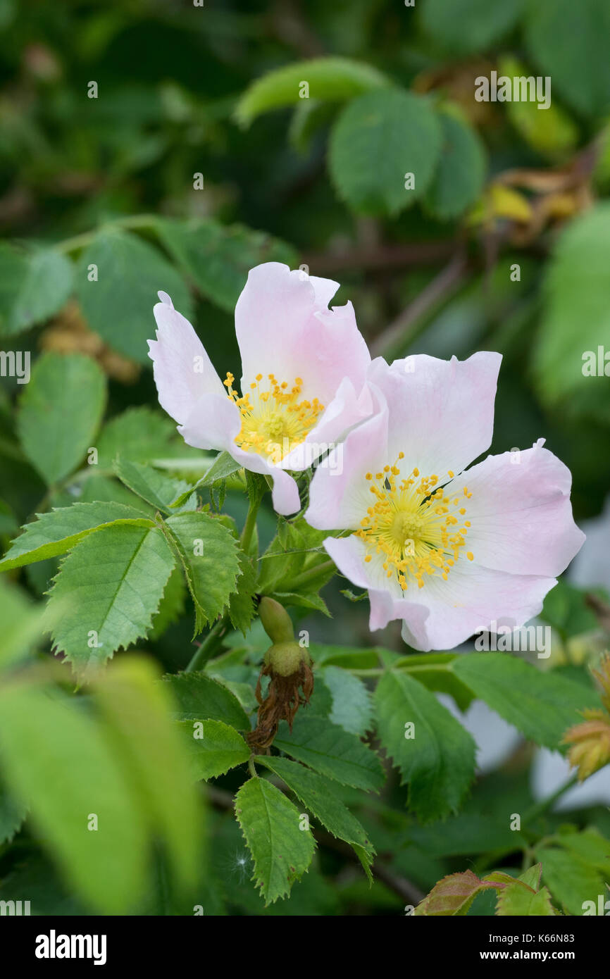 Flaum rose Banque de photographies et d’images à haute résolution - Alamy