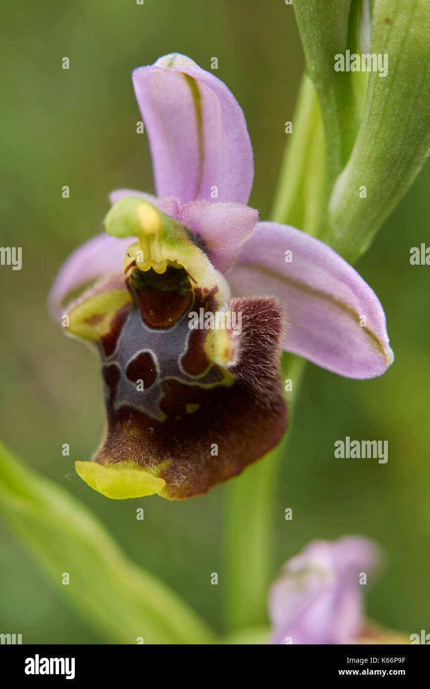 Ophrys apifera close up Banque de photographies et d’images à haute ...