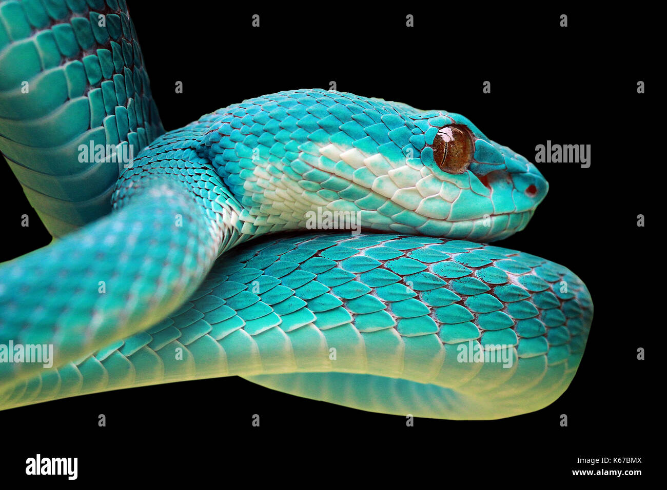 Side view of a viper snake head Banque de photographies et d’images à ...