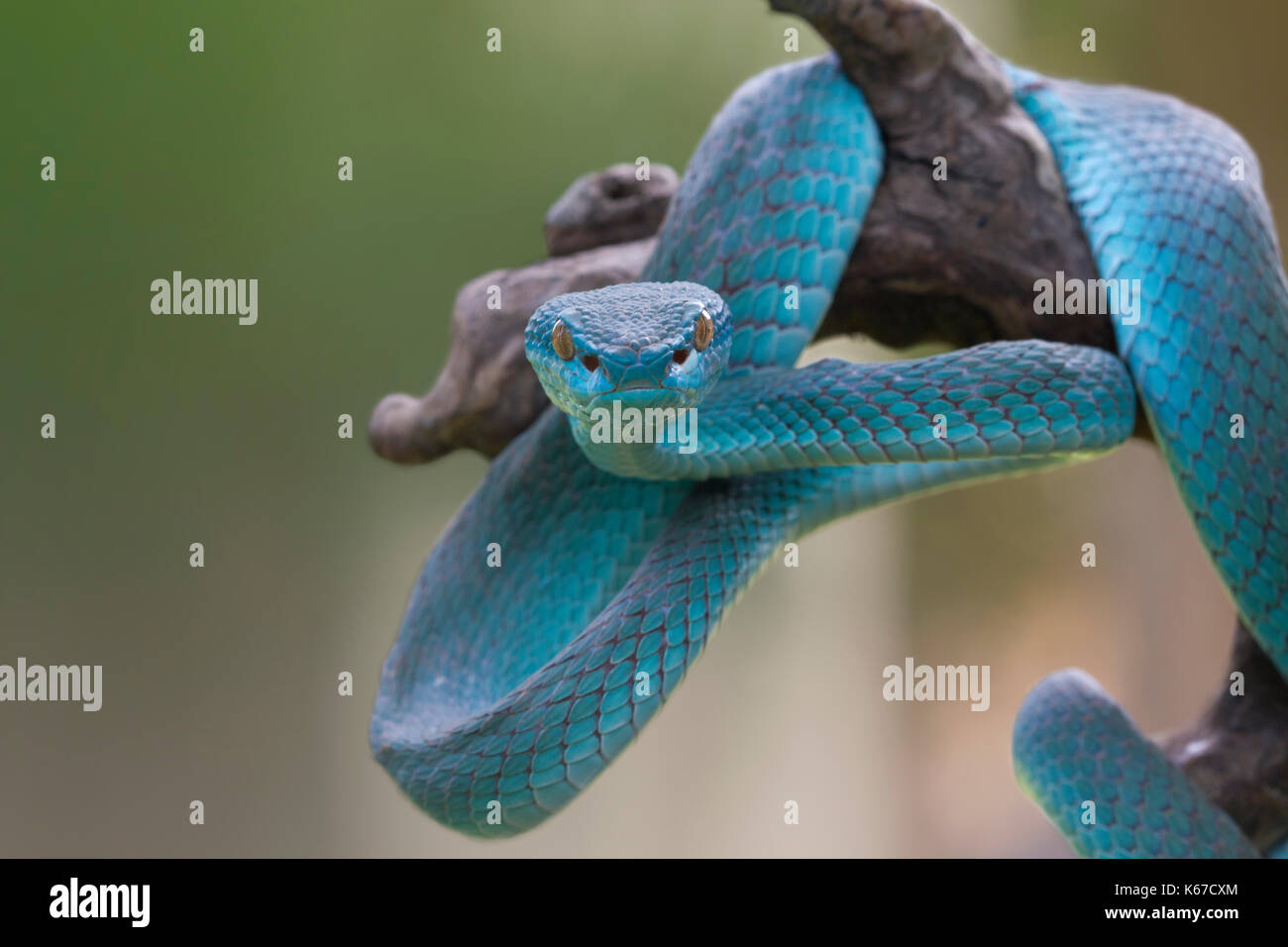 Serpent Des Vipã¨res Bleu Banque d'image et photos - Alamy