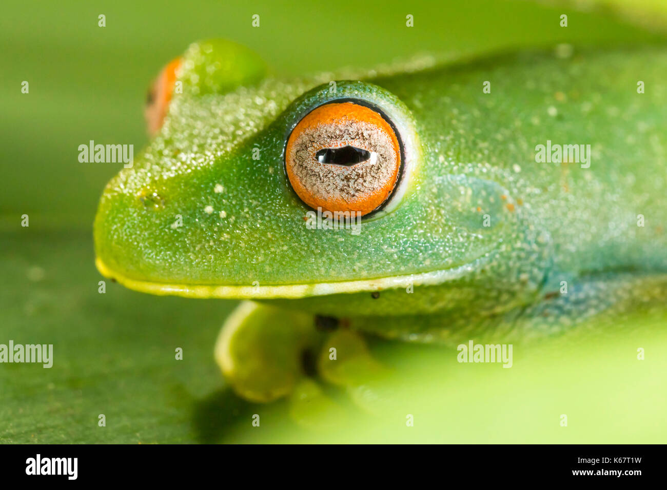Grenouille yeux rouges Banque de photographies et d’images à haute ...