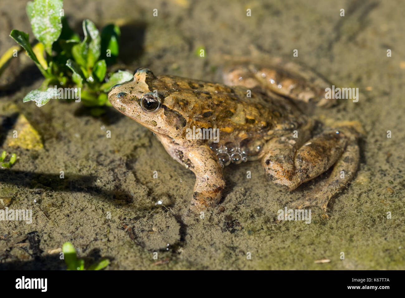 Méditerranée une Grenouille peint, Discoglossus pictus, dans un étang ...