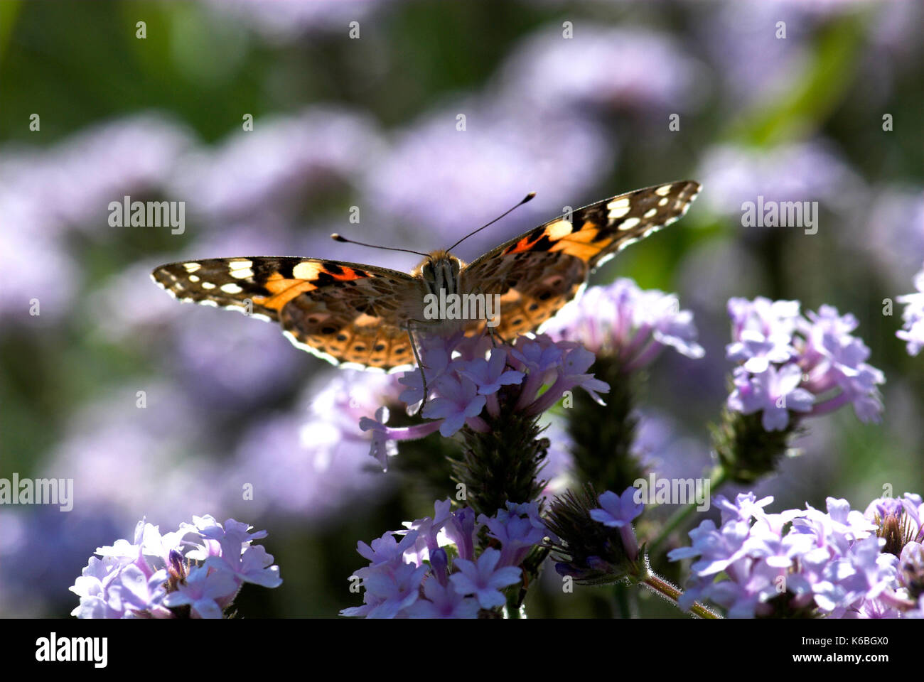 Pollinisation par les papillons Banque de photographies et d’images à ...