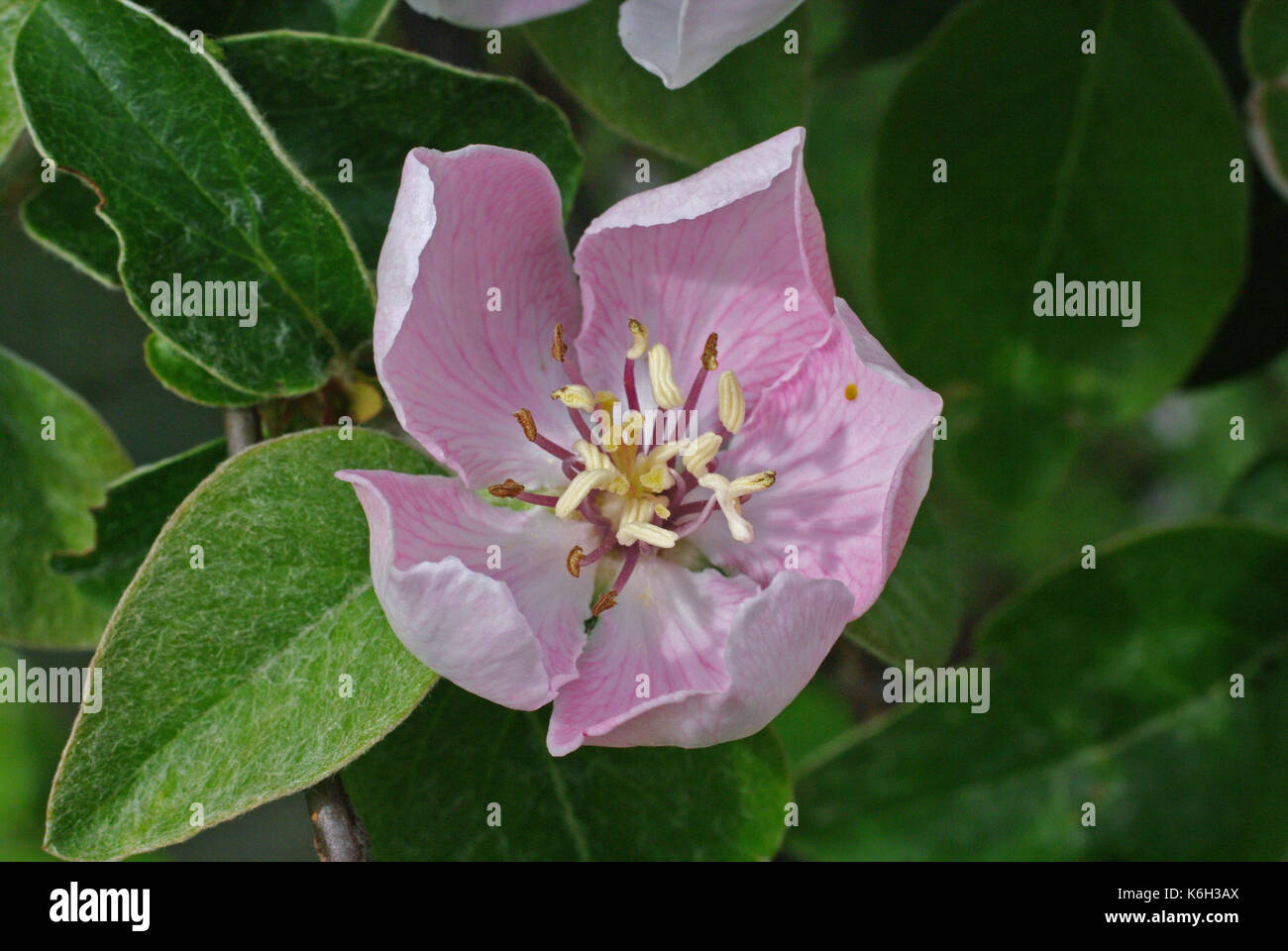 Coing en fleur Banque de photographies et d’images à haute résolution ...