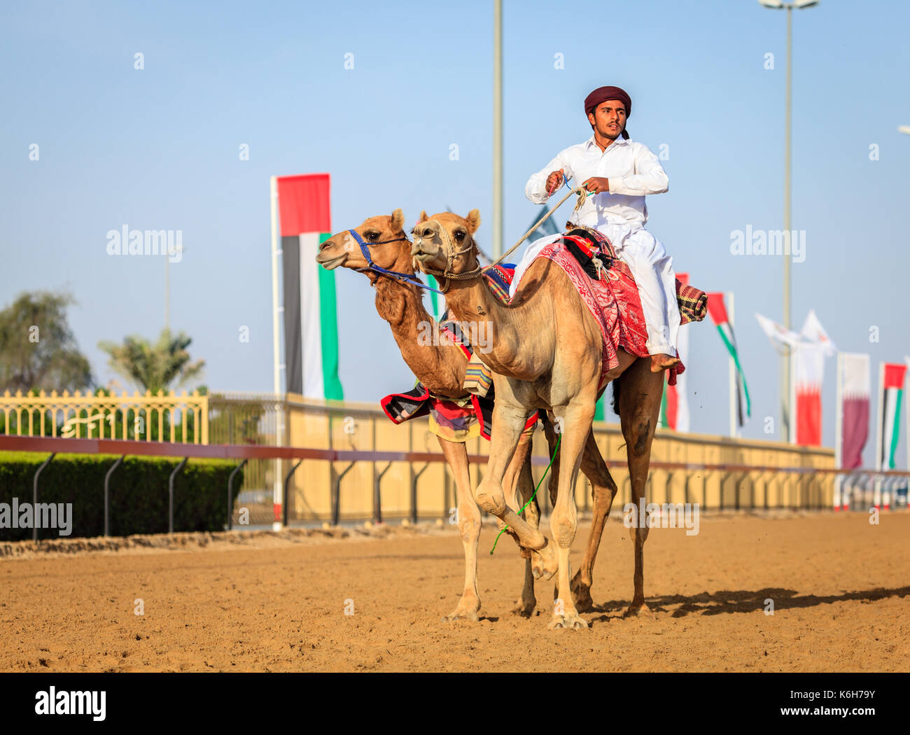Courses De Chameaux En Arabe Banque d'image et photos - Page 4 - Alamy