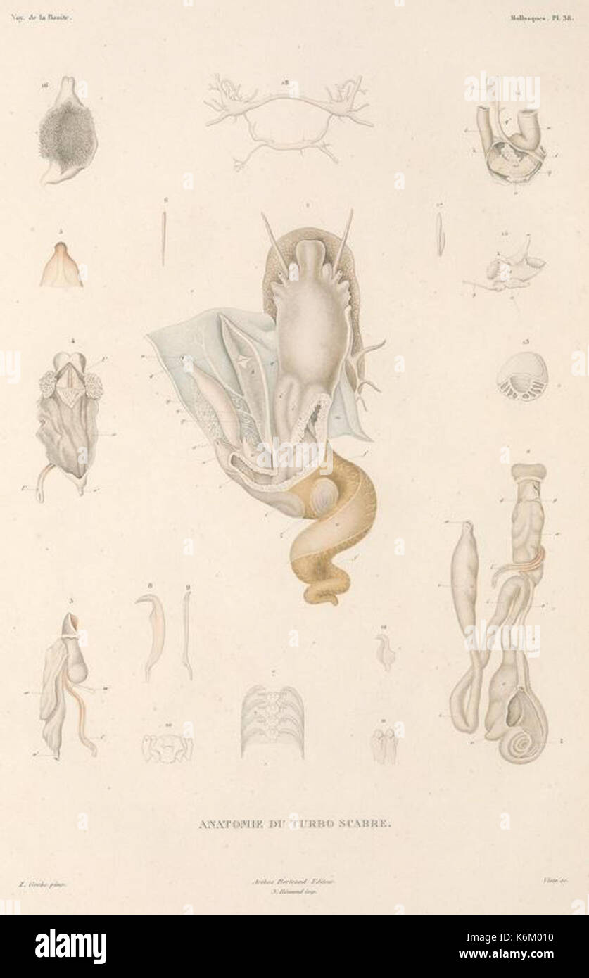 Bolma rugosa Banque de photographies et d’images à haute résolution - Alamy