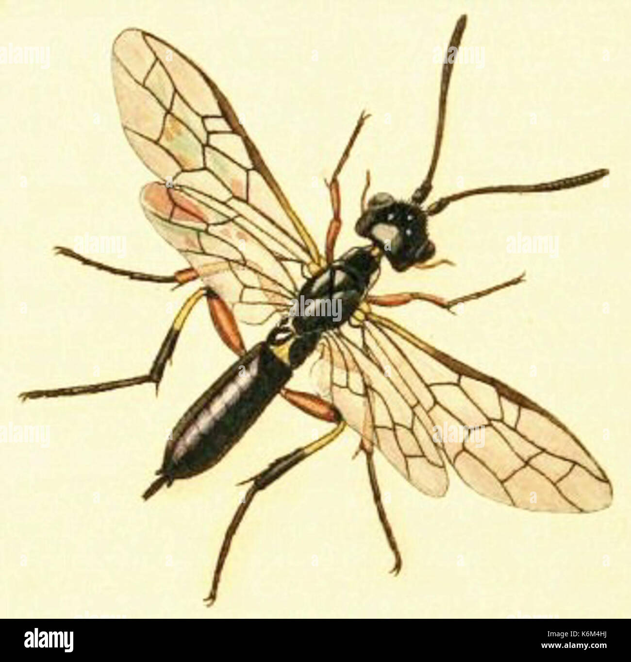 Plaque de janus Banque de photographies et d’images à haute résolution ...