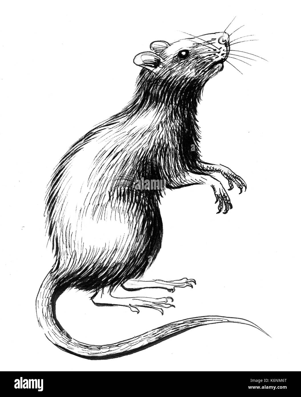 Rat mignon Banque de photographies et d’images à haute résolution - Alamy