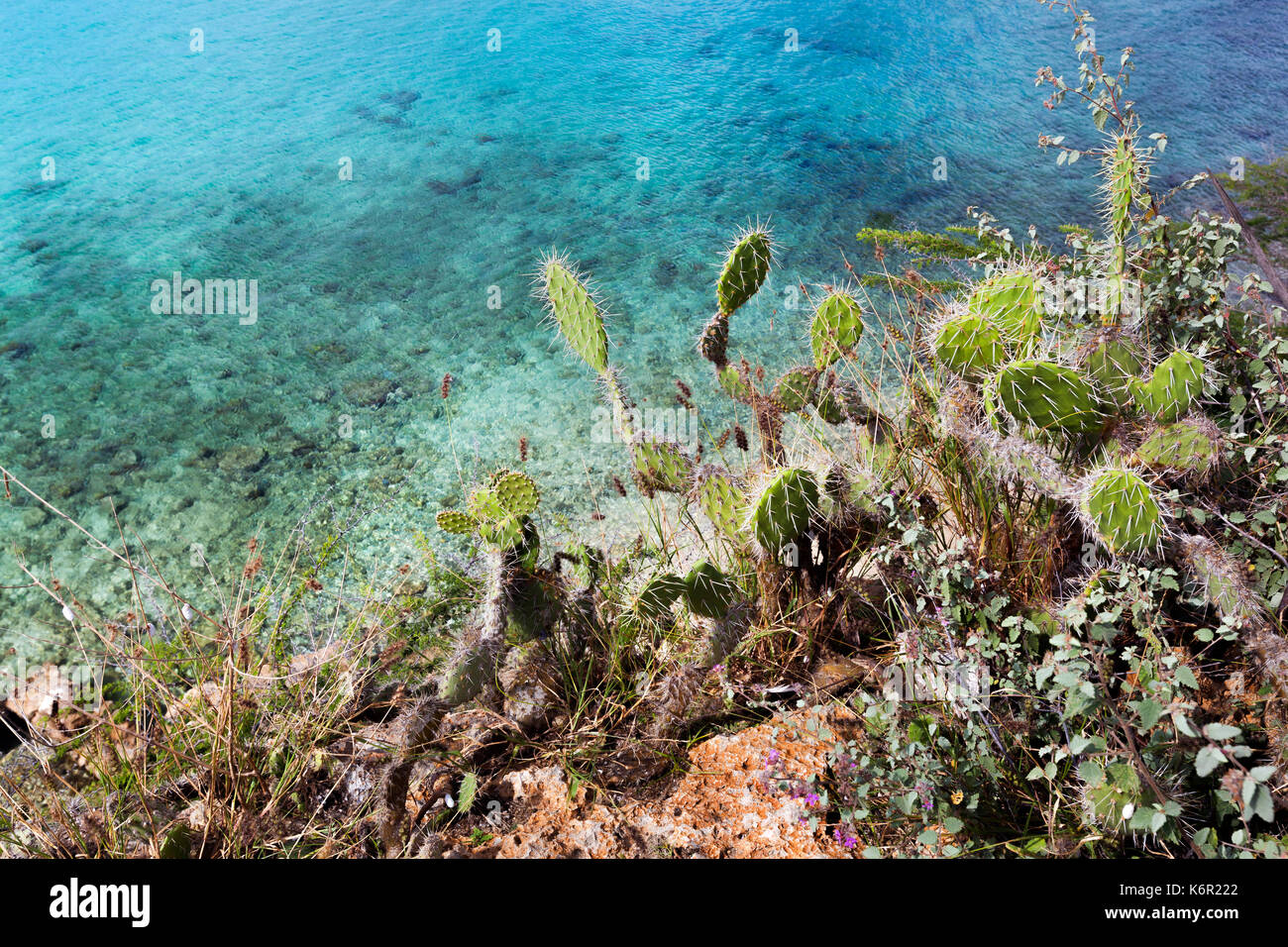 Curacao cactus Banque de photographies et d’images à haute résolution ...