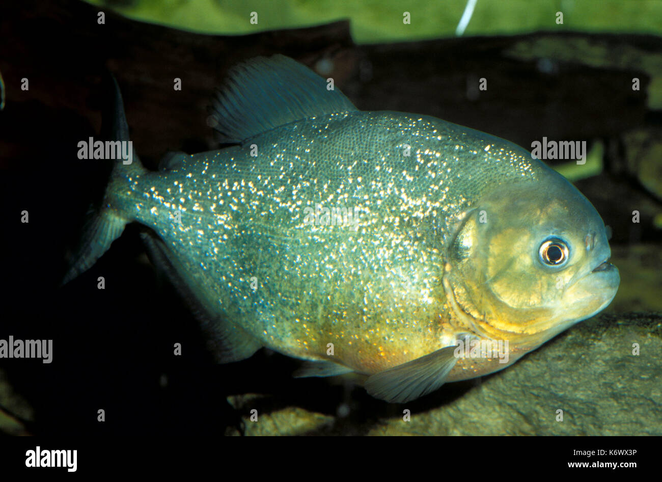 Pygocentrus nattereri piranha rouge, nourrir les poissons prédateurs ...