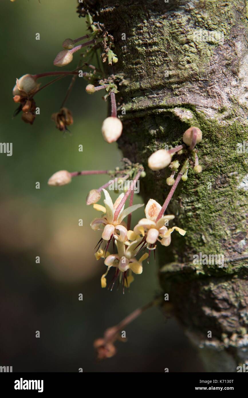 Cacaoyer fruit et fleur Banque de photographies et d’images à haute ...