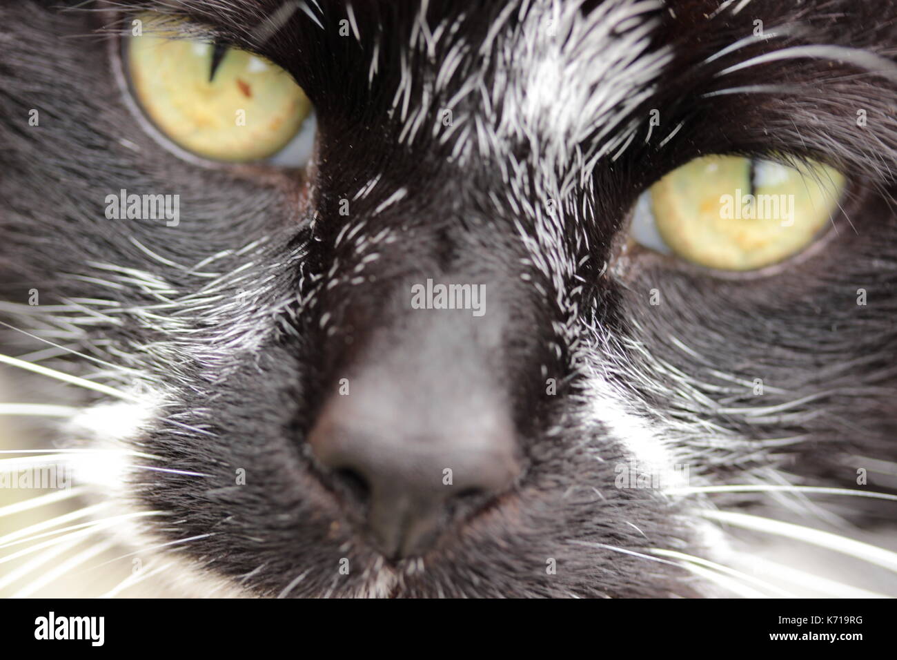 Yeux de chats Banque de photographies et d’images à haute résolution ...