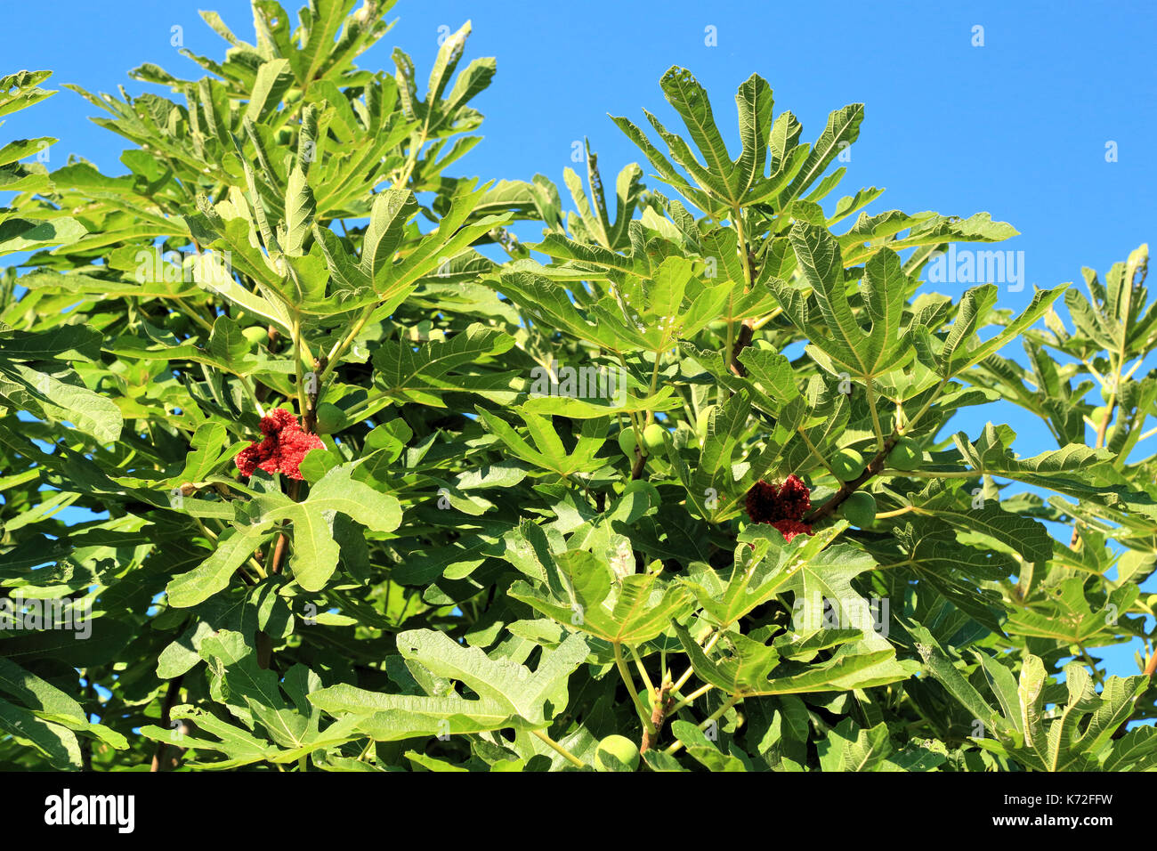 Ficus carica figues figues feige branche arbre feigenbaum Banque de ...