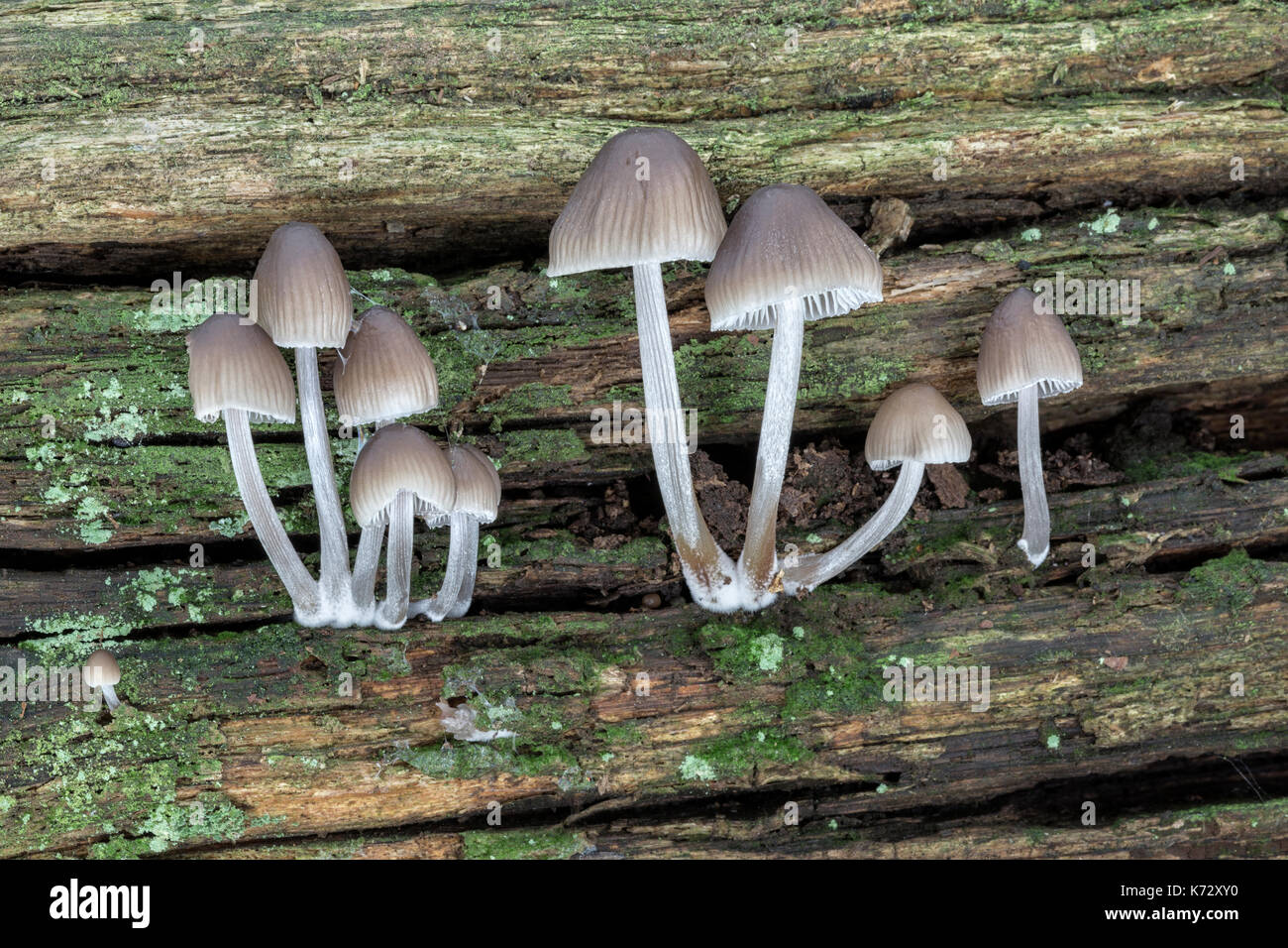 Mycena inclinata Banque de photographies et d’images à haute résolution ...